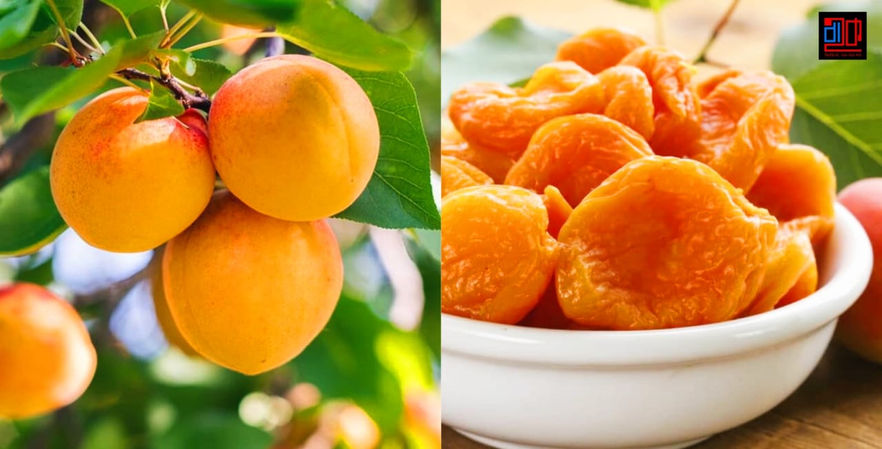 Health Benefit of Apricot: এই ফল খেলে ওজন কমবে দ্রুত হারে, দূর হবে ...