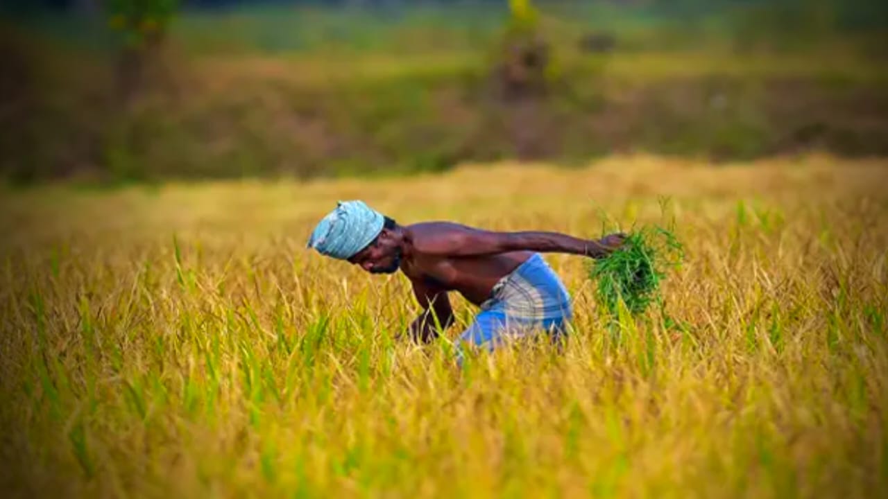 PM Kisan Nidhi 19th Installment। কবে মিলবে কিষাণ নিধির ১৯-তম কিস্তি ...